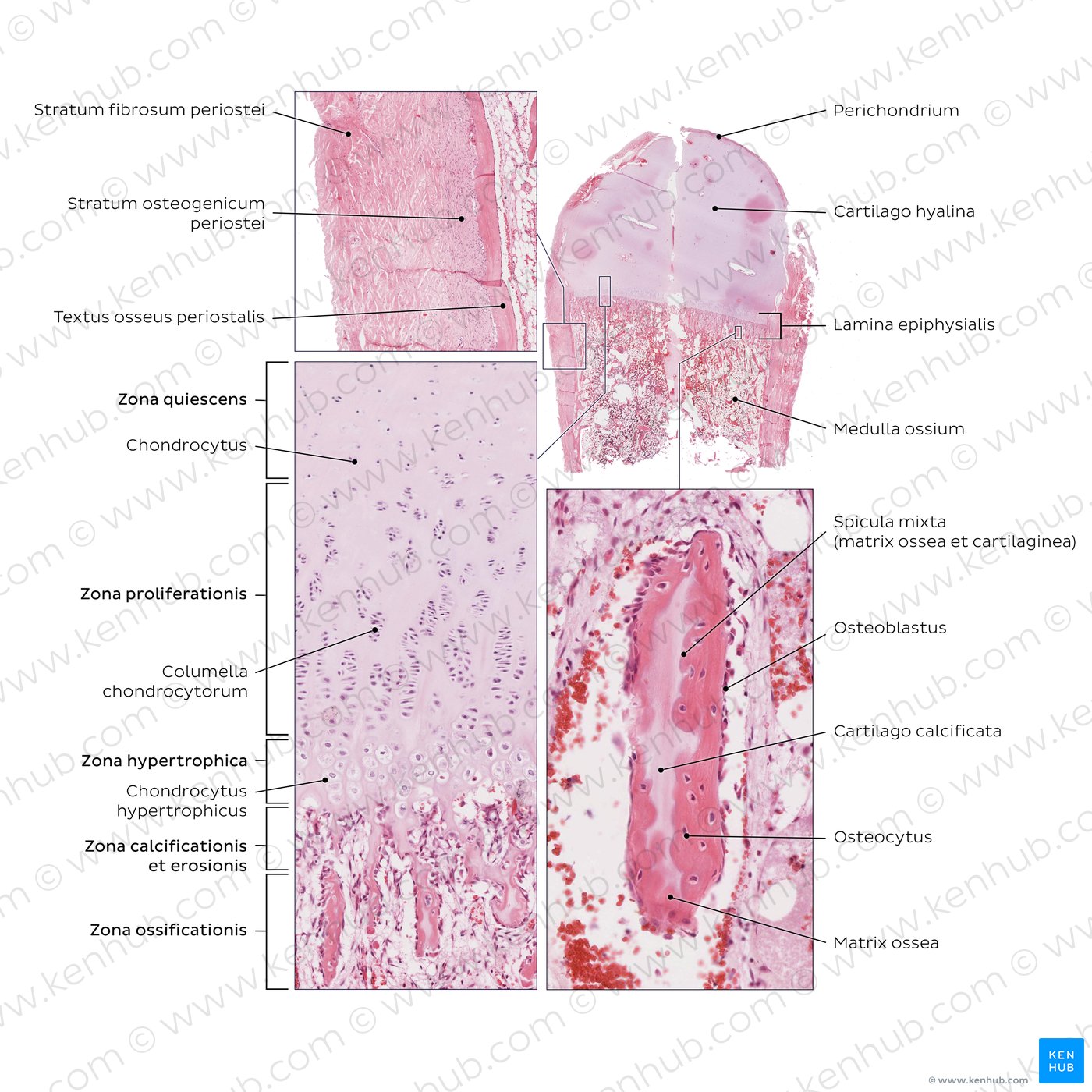 Knochen (Ossa): Arten, Aufbau und Histologie | Kenhub