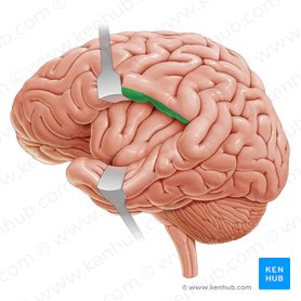 Lateral view of the brain: Anatomy and functions | Kenhub