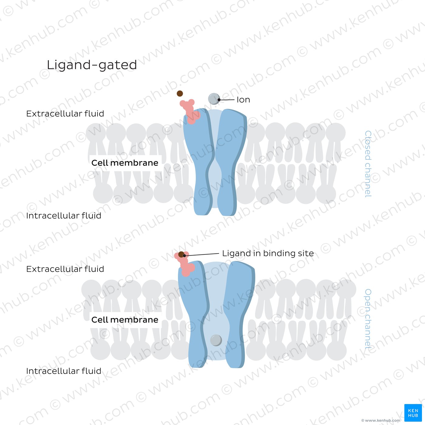 Ligand-gated ion channels: Structure, types and function | Kenhub
