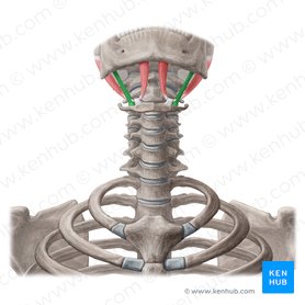 Suprahyoid muscles: Anatomy, function and pathology | Kenhub