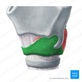 Larynx anatomy: Cartilages, ligaments and muscles | Kenhub