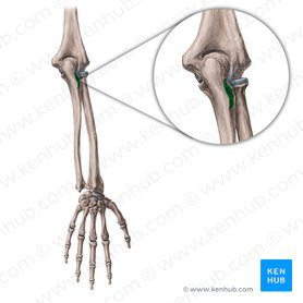 Radio y ulna (cúbito): Anatomía y funciones | Kenhub