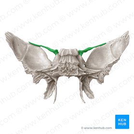 Sphenoid bone: Anatomy, function and development | Kenhub