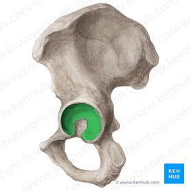Bony pelvis: Ilium, ischium, pubis | Kenhub