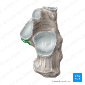 Talus - Anatomie, Sprunggelenke & Klinik | Kenhub