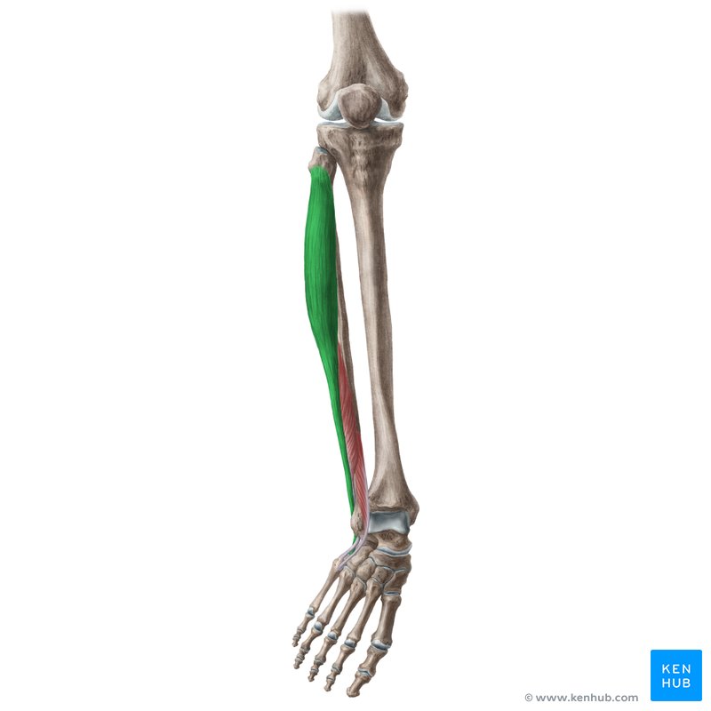 Músculo fibular longo: Origem, Inserção, Ação | Kenhub