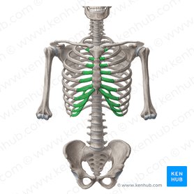 Costochondral joint (junction): Anatomy, function | Kenhub