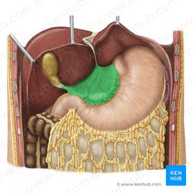 Peritoneum and peritoneal cavity: Anatomy and function | Kenhub