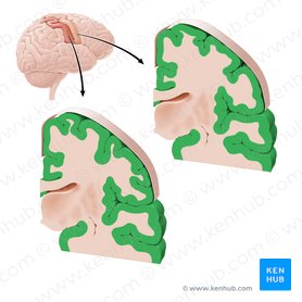 Córtex cerebral - Anatomia, histologia e funções | Kenhub