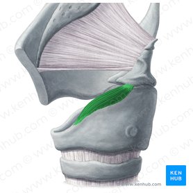 Nervus laryngeus recurrens - Anatomie, Verlauf & Klinik | Kenhub