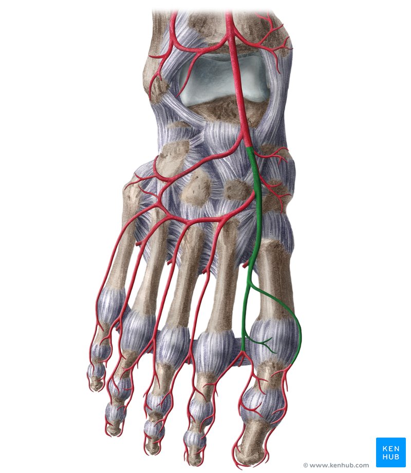 Dorsalis pedis artery: Anatomy, branches, supply | Kenhub