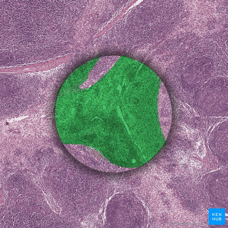 Histología Del Tejido Reticular Kenhub