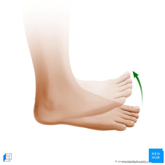 Motor system: Neurological examination and anatomy | Kenhub