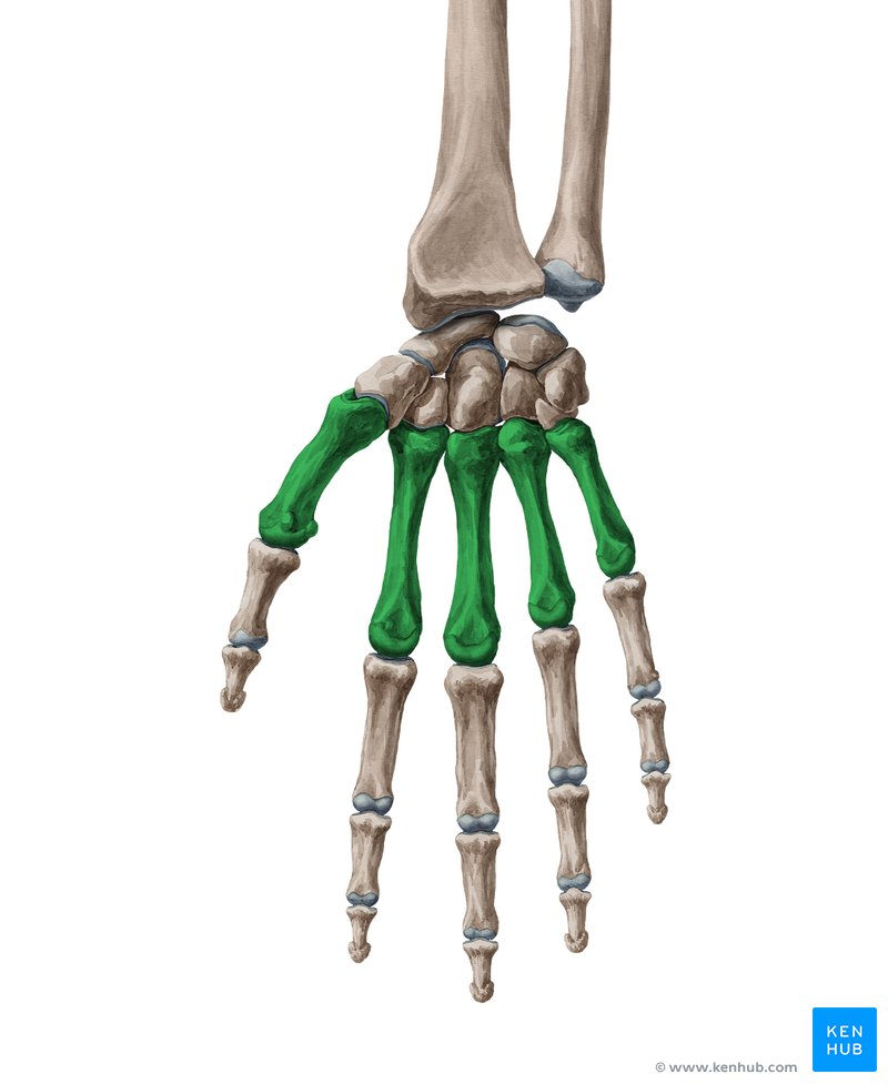 Metacarpal bones: Anatomy, muscle attachment, joints | Kenhub