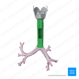 Traqueia - Anatomia, função no sistema respiratório | Kenhub