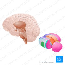 Thalamic nuclei: Connections, functions and anatomy | Kenhub
