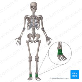 Tarsal bones: Anatomy and function | Kenhub