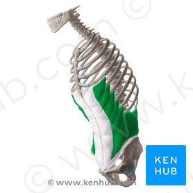 External abdominal oblique: Anatomy, innervation,function | Kenhub