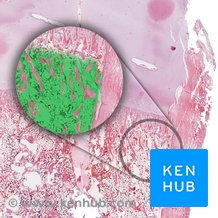 Knochenmark: Vorkommen, Histologie, Blutbildung | Kenhub