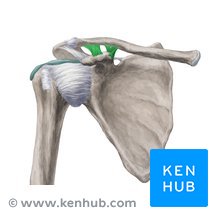 conoid tubercle function