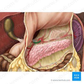 Common hepatic artery: Anatomy, branches, supply | Kenhub