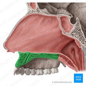 Palate: Anatomy, innervation, blood supply, and function | Kenhub