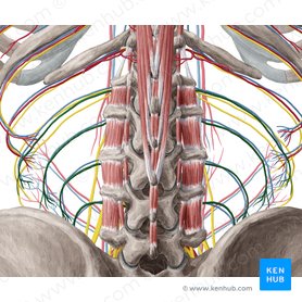 Lumbar arteries: Anatomy, branches, function | Kenhub