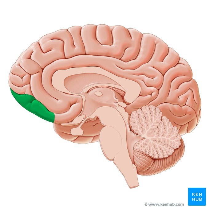 Orbitofrontal cortex: definition, structure and function | Kenhub