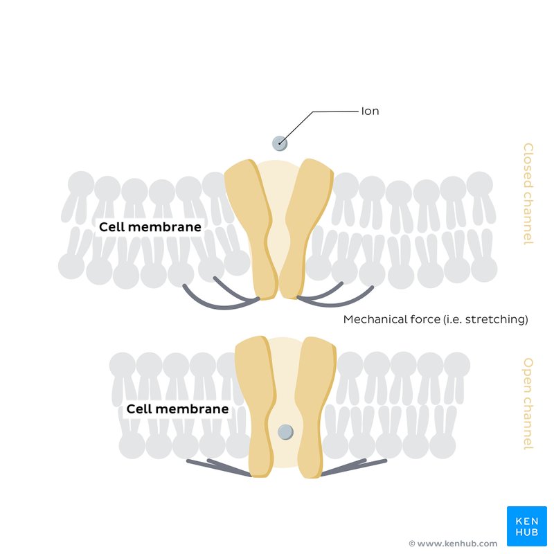 Mechanisch gesteuerte Ionenkanäle: Physiologie | Kenhub