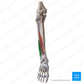 Peroneal muscles: Anatomy, innervation and function | Kenhub