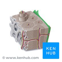 Periosteum: Anatomy, structure and function | Kenhub