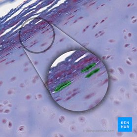 Perichondrium: Anatomical structure and function | Kenhub