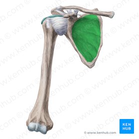Scapulothoracic joint: Anatomy, function | Kenhub