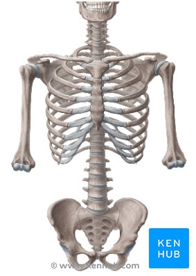 Huesos: anatomía, función, tipos y correlaciones clínicas | Kenhub