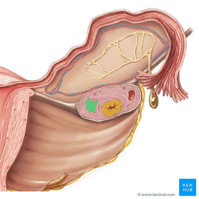 corpus albicans function