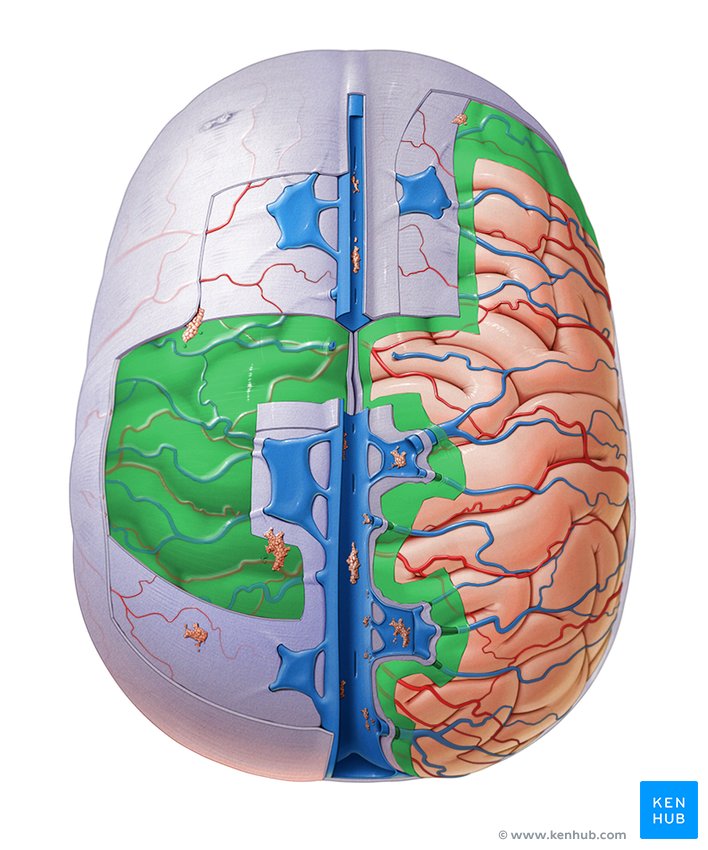 suprasellar cistern anatomy