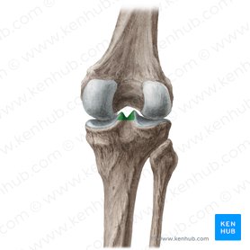 Tibia: Anatomy and clinical notes | Kenhub