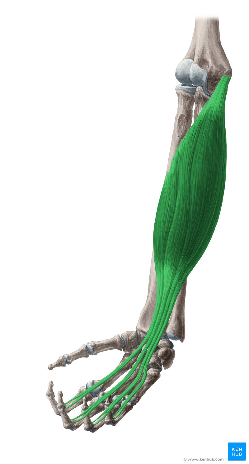 Flexor digitorum superficialis: Origin, insertion, action | Kenhub