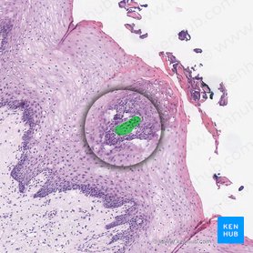 Tongue: Anatomy, muscles, taste buds, gustatory pathway | Kenhub