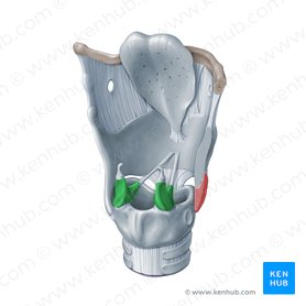 Cartilages of the larynx: Types and anatomy | Kenhub
