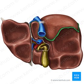 Liver ligaments and liver anatomy | Kenhub