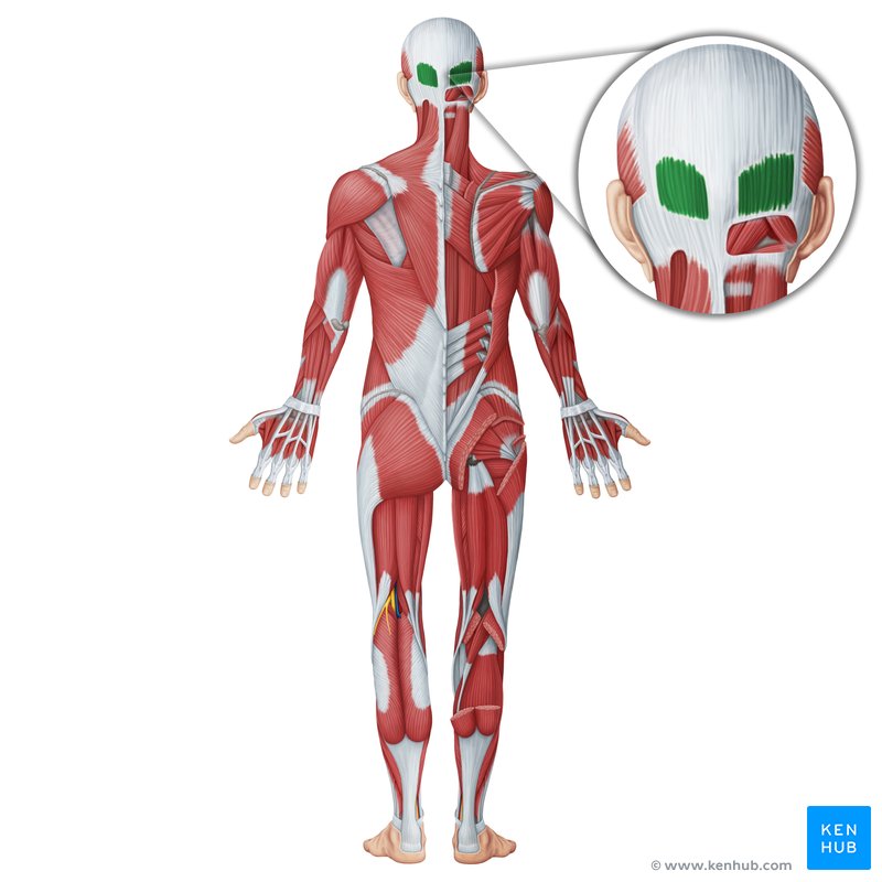 Músculo occipitofrontal: Origem, Inserção, Ação | Kenhub