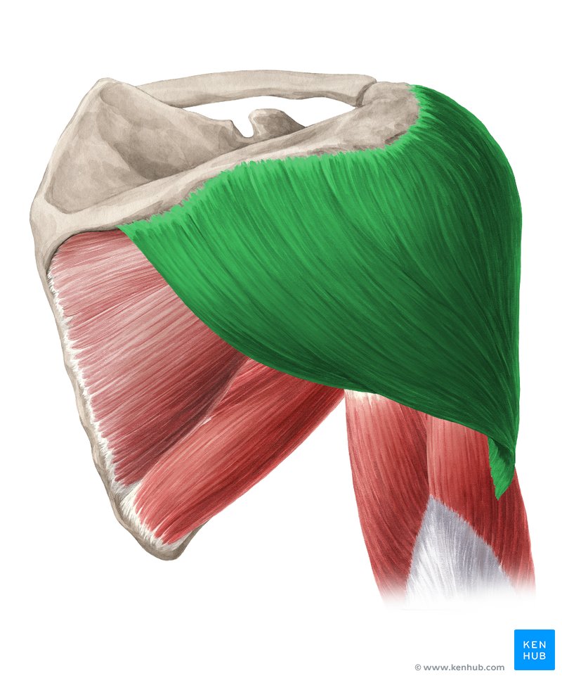 Deltoid muscle: Origin, insertion, innervation, function | Kenhub
