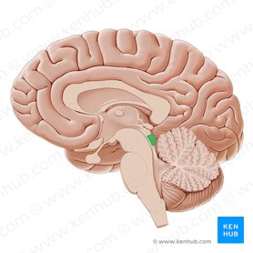Inferior colliculus: anatomy and function | Kenhub