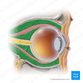 Superior rectus: Origin, insertion, innervation, function | Kenhub