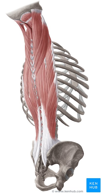 Autochthone Rückenmuskulatur: Anatomie, Aufbau, Funktion | Kenhub