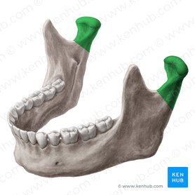 The mandible: Anatomy, structure, function | Kenhub
