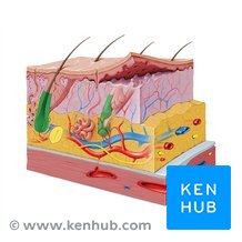 Folículo piloso: Estrutura anatômica e função | Kenhub