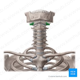 Estructura anatómica del atlas | Kenhub