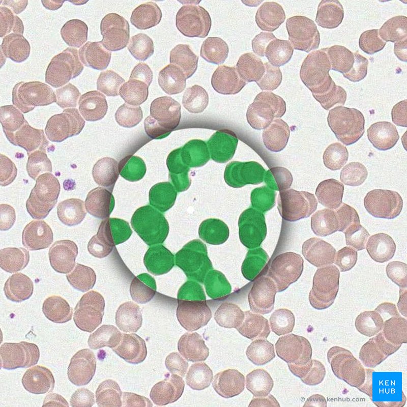 Eritrocitos: Histología, estructura, función, ciclo vital | Kenhub
